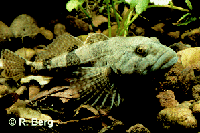 Fische und Neunaugen | Rheinauen Rastatt